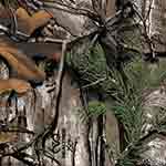 Rush Creek Creations Wall-Mount 5-Gun Storage Display Rack for Rifles ...